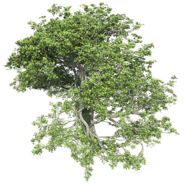 3D model White Oak Tree VR / AR / low-poly | CGTrader