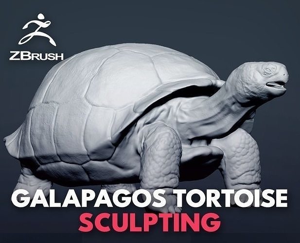 Galapagos Tortoise Sculpt 3D model | CGTrader