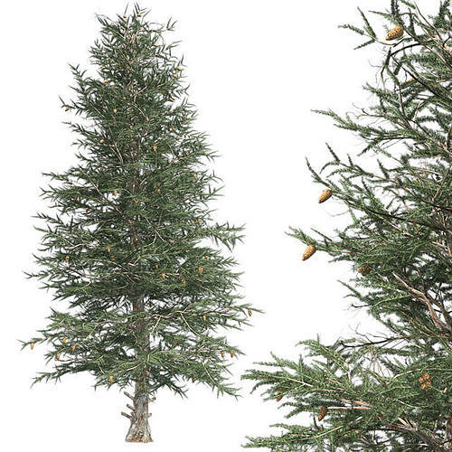 3D model Blue Spruce Tree VR / AR / low-poly | CGTrader
