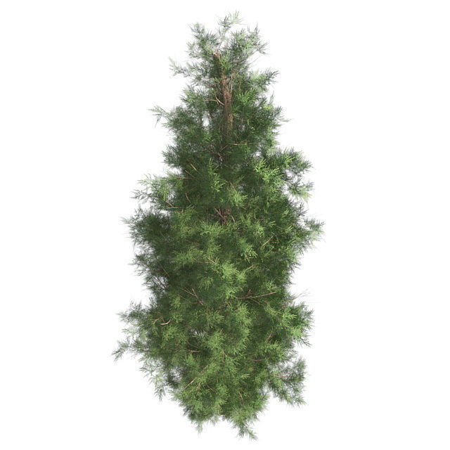 3D model Eastern Red Cedar Tree VR / AR / low-poly | CGTrader