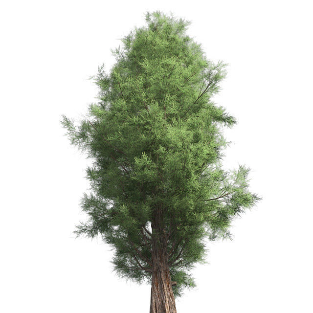 3D model Eastern Red Cedar Tree VR / AR / low-poly | CGTrader