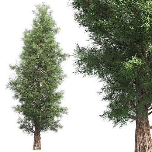 3D model Eastern Red Cedar Tree VR / AR / low-poly | CGTrader