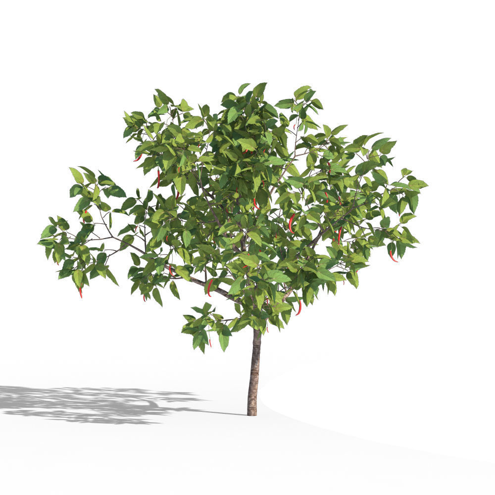 Capsicum annuum 3D Models Animation Loop 3D model animated | CGTrader