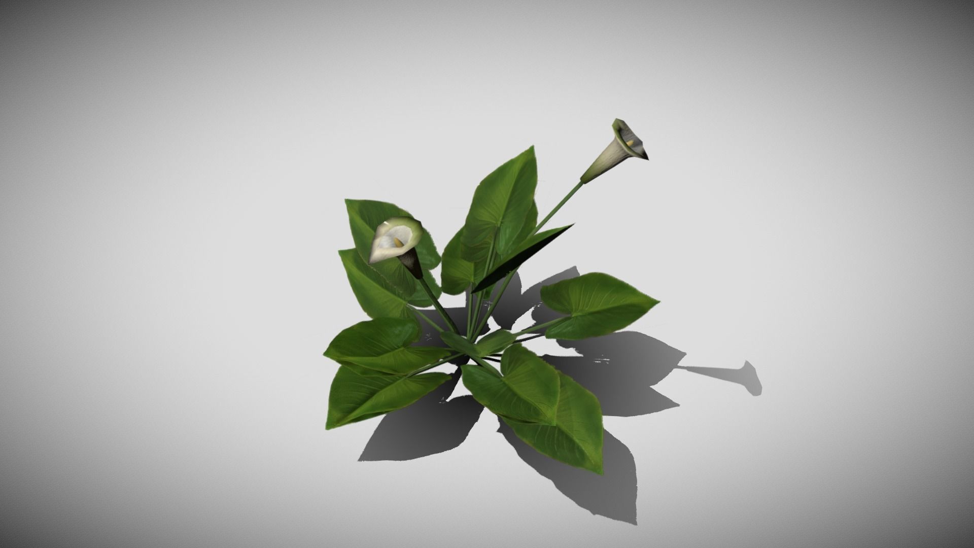3D model Calla Lily VR / AR / low-poly | CGTrader