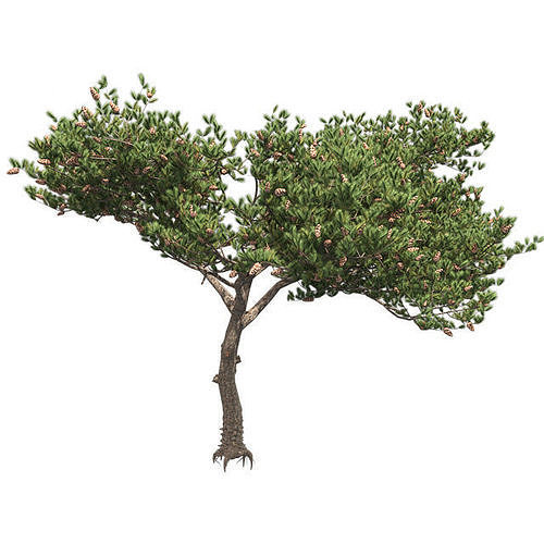 3D model Italian Cypress Tree 2 VR / AR / low-poly | CGTrader