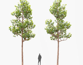 Planetree 3D Models | CGTrader