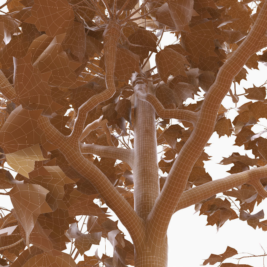 Pollarded London planetree 9m 3D model | CGTrader