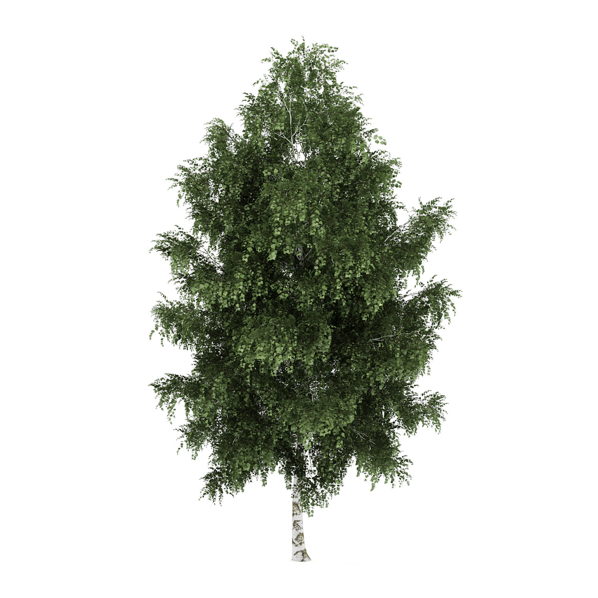 CGAxis Models Volume 34 Trees IV C4D 3D model | CGTrader