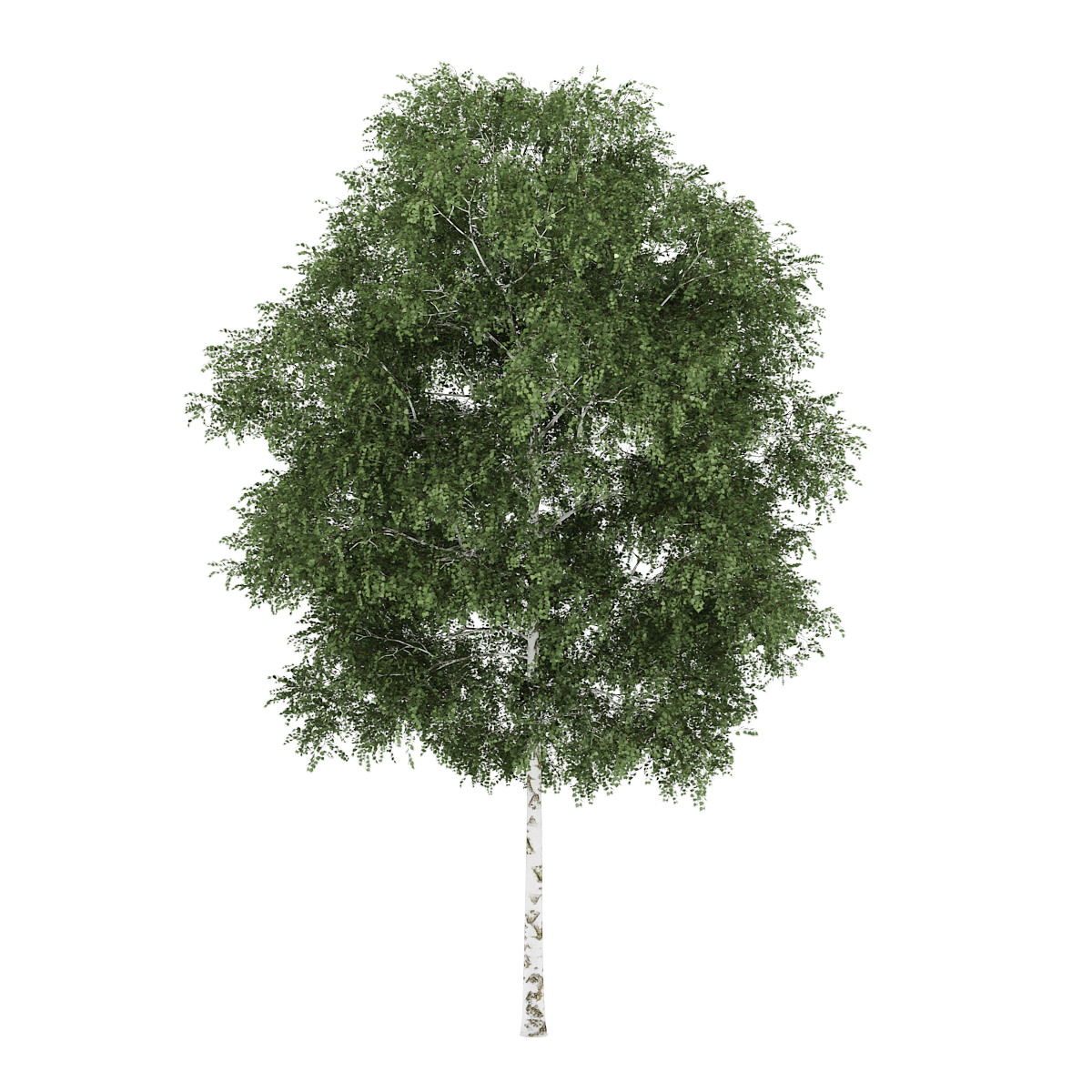 CGAxis Models Volume 34 Trees IV C4D 3D model | CGTrader