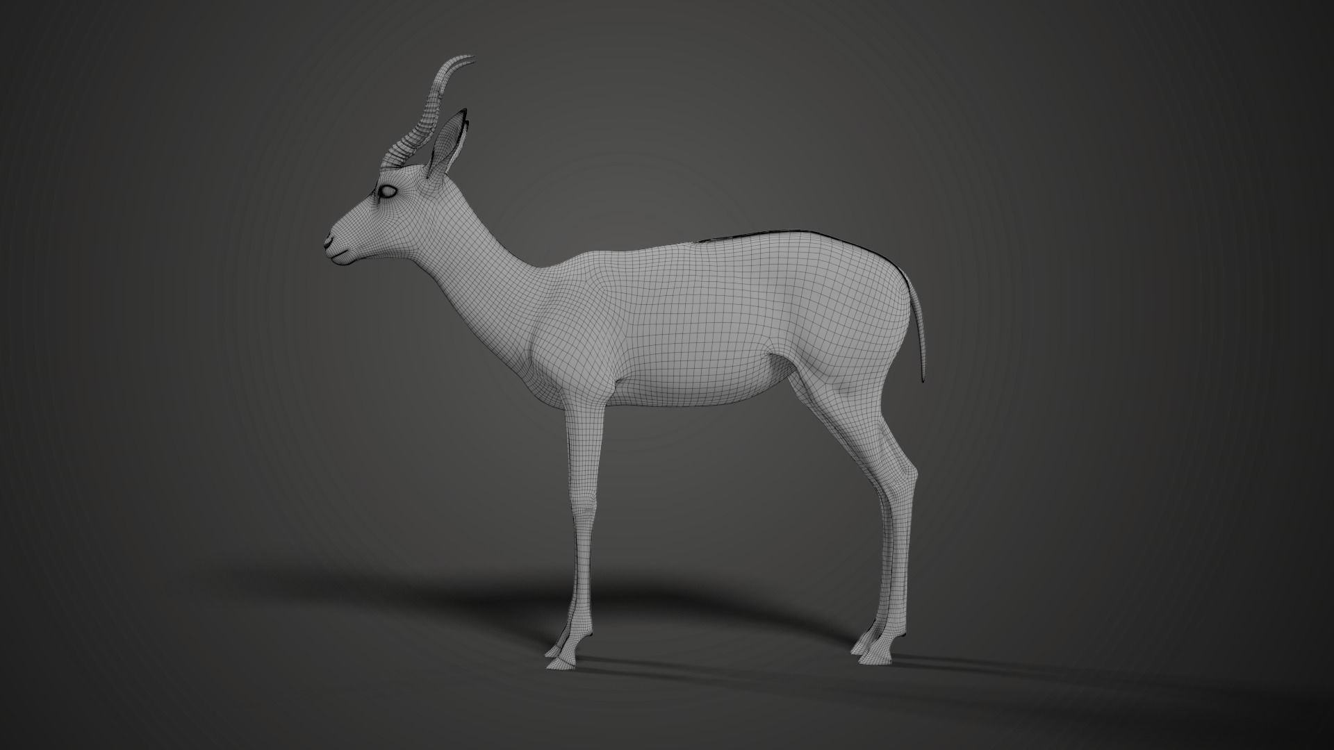 Springbok Animated 3D model animated rigged | CGTrader