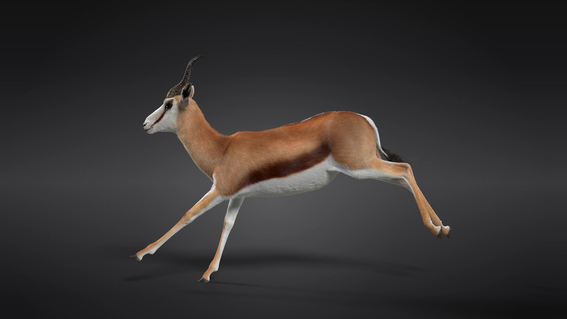 Springbok Animated 3D model animated rigged | CGTrader
