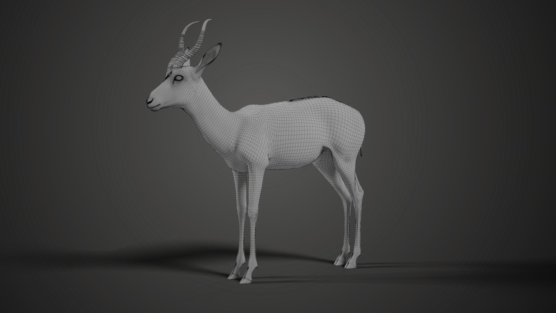 Springbok Animated 3D model animated rigged | CGTrader