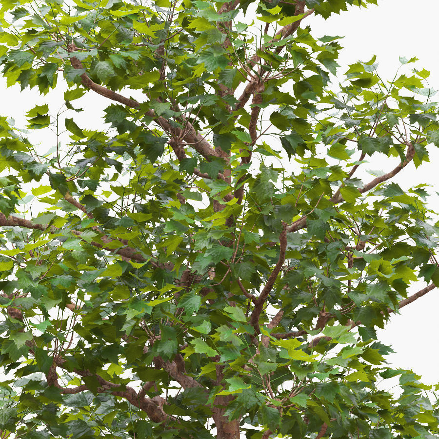 Pollarded London planetree 11m 3D model | CGTrader