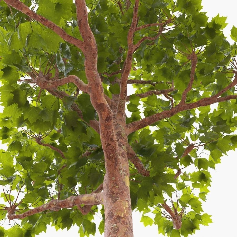 Pollarded London planetree 11m 3D model | CGTrader