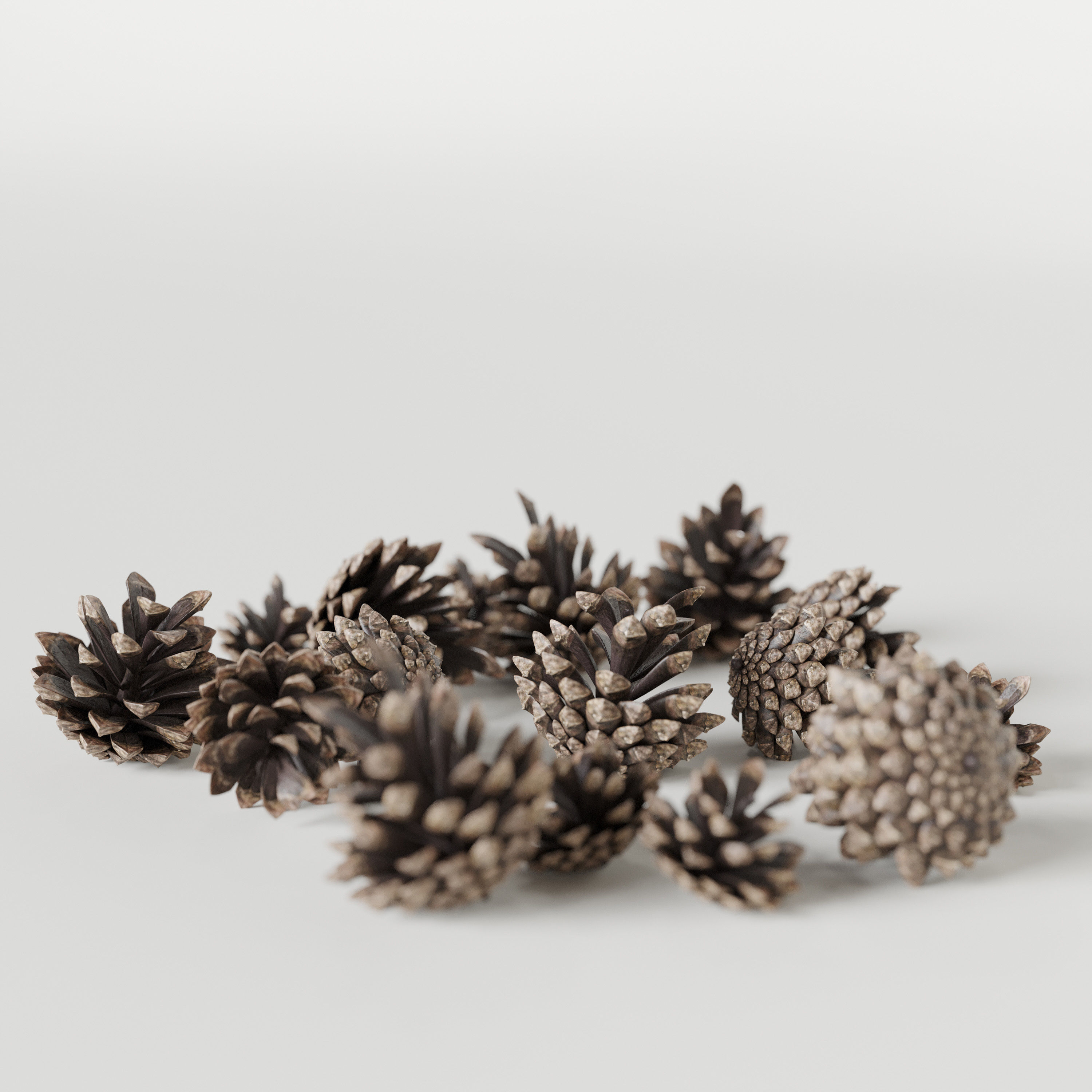 Pine Cone Set 3D model | CGTrader