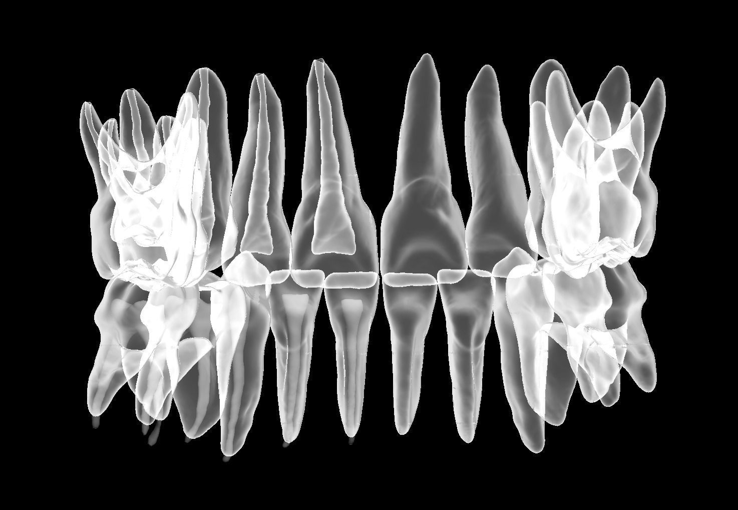 Primary teeth anatomy model 3D model 3D printable | CGTrader