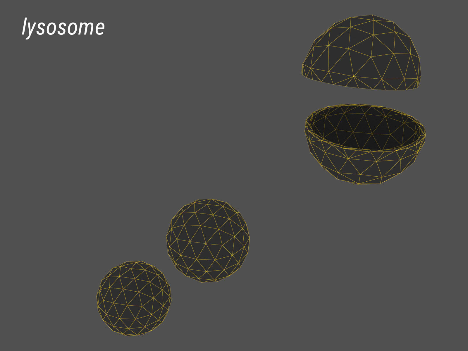 Animal Cell 3D Blender 3D model animated | CGTrader