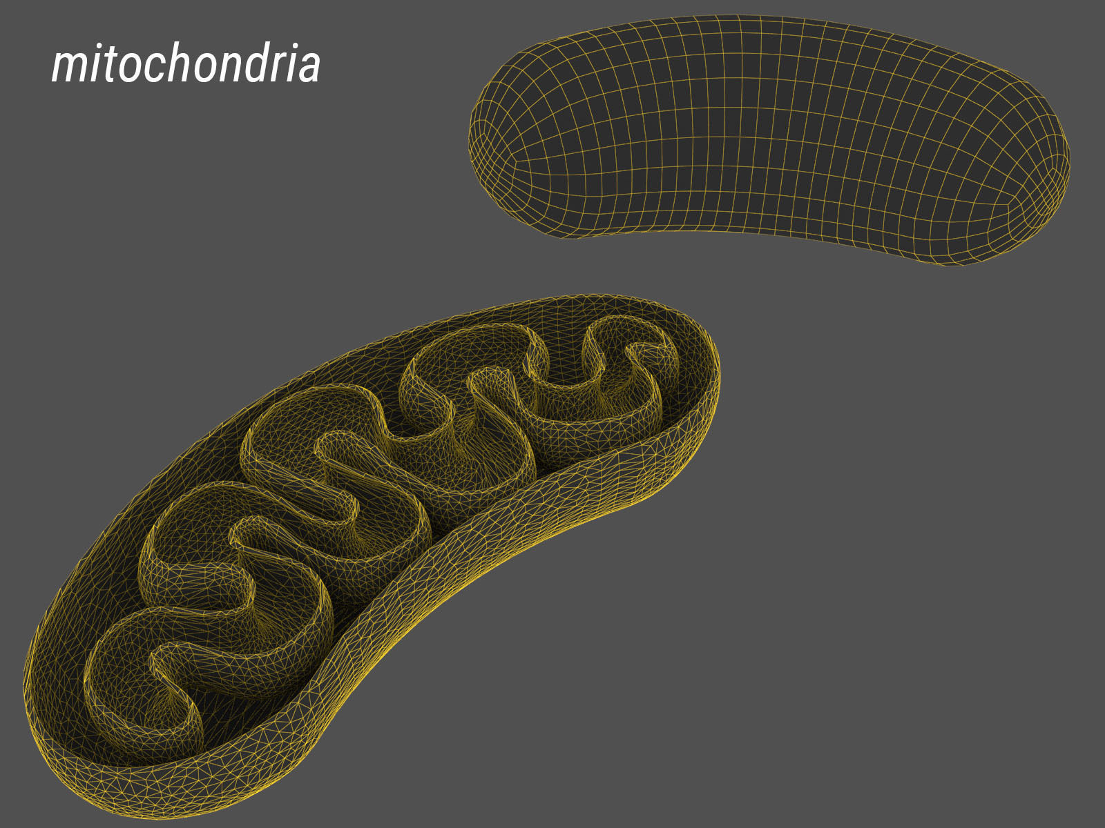 Animal Cell 3D Blender 3D model animated | CGTrader