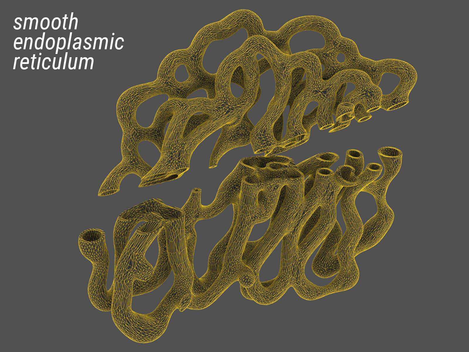 Animal Cell 3D Blender 3D model animated | CGTrader