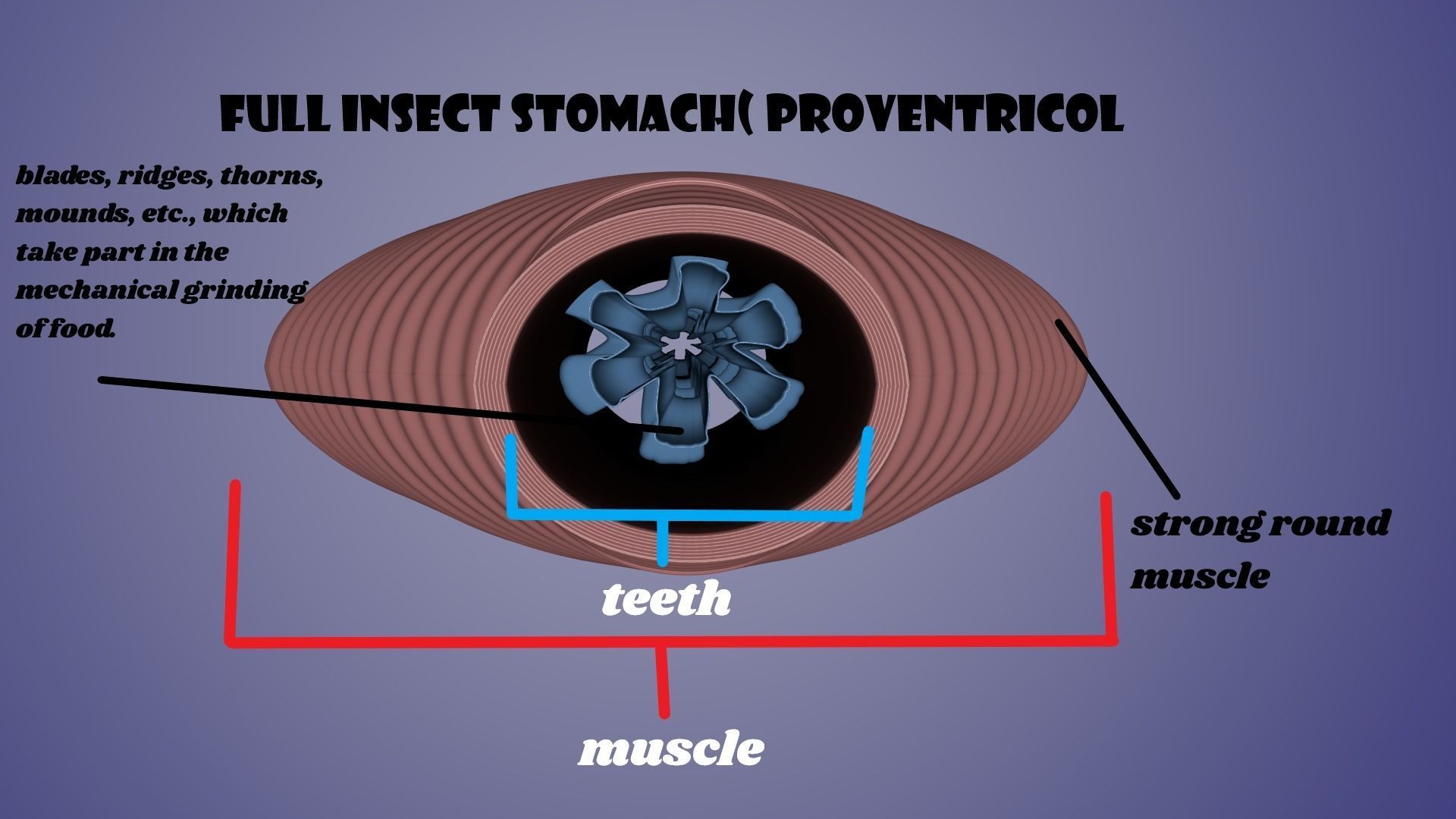 3D model The stomach of insects for biological lessons