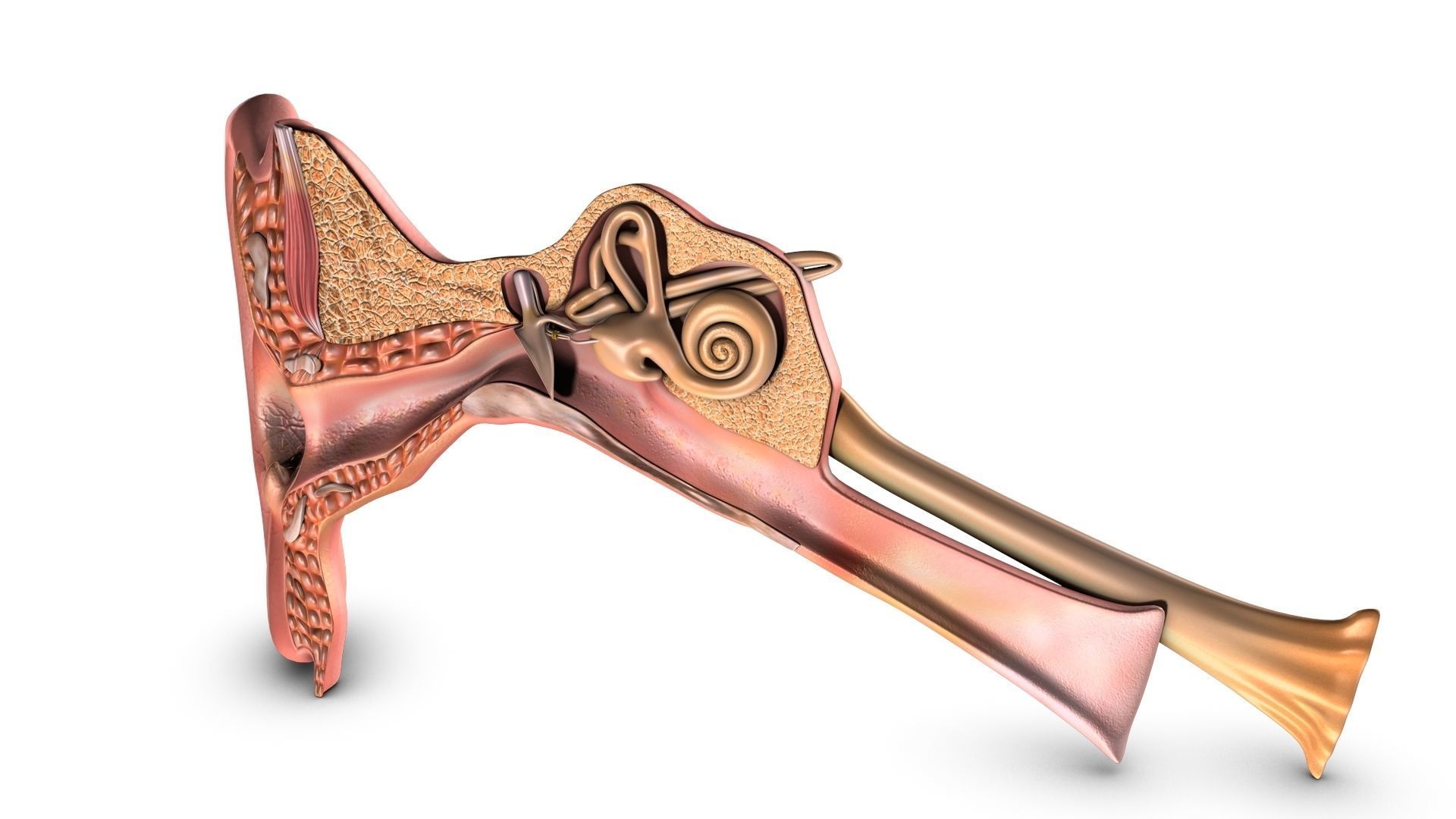 3d render of male human ear anatomy system 3D model | CGTrader