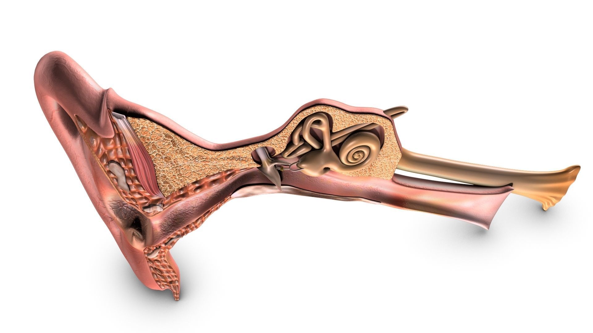 3d render of male human ear anatomy system 3D model | CGTrader