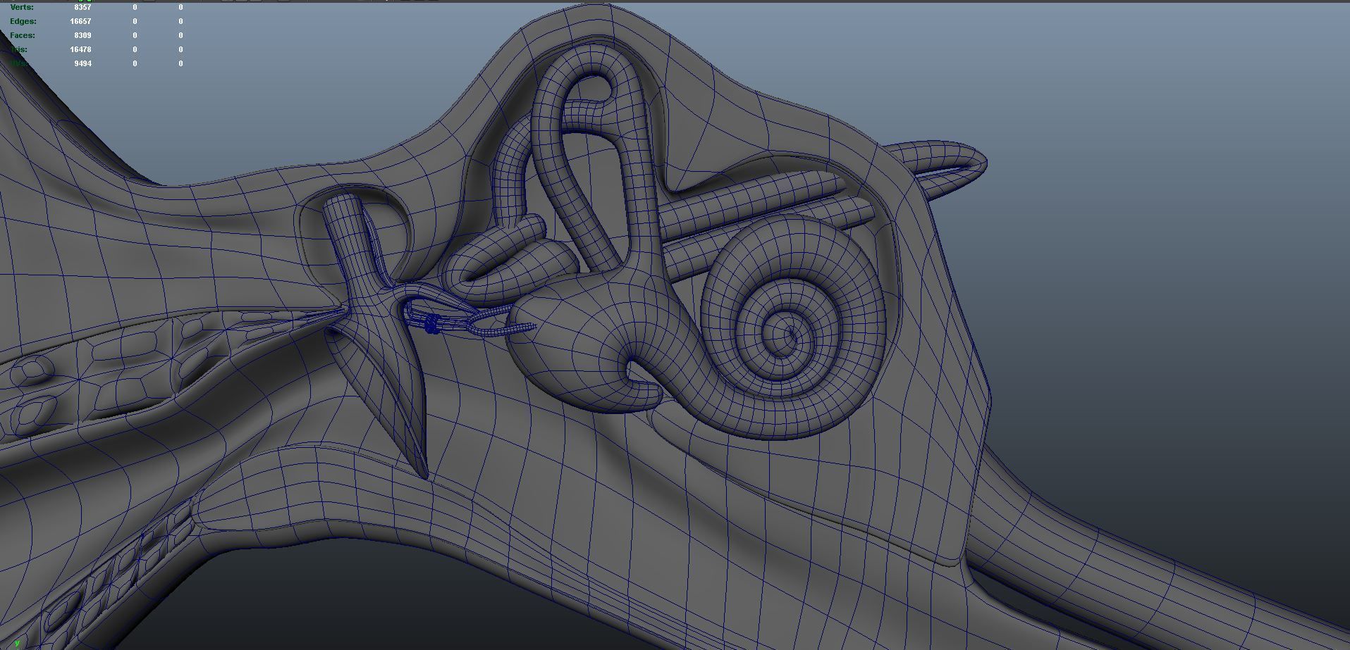 3d render of male human ear anatomy system 3D model | CGTrader