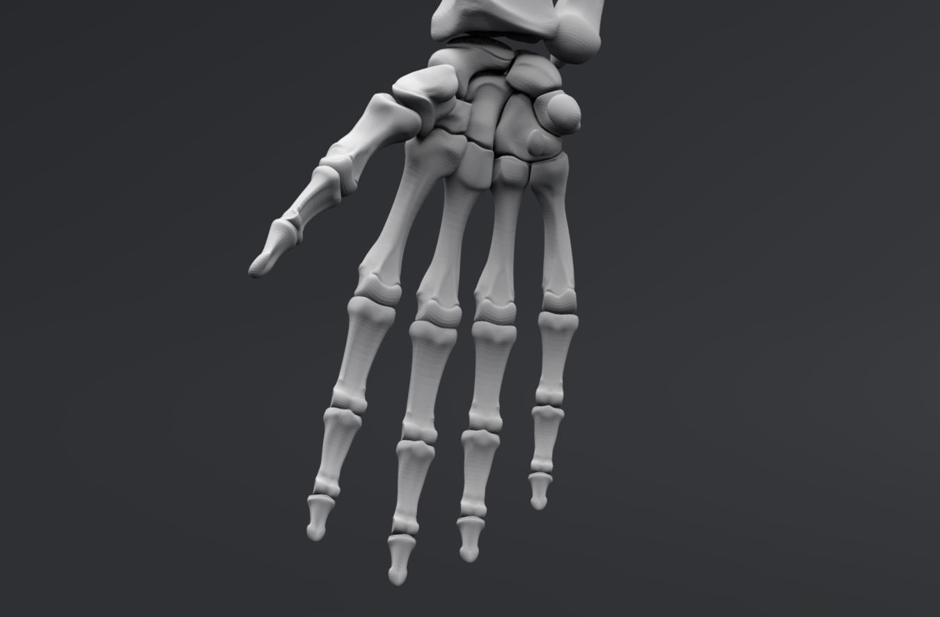 Human Skeleton Full Articulated 3D model 3D printable | CGTrader