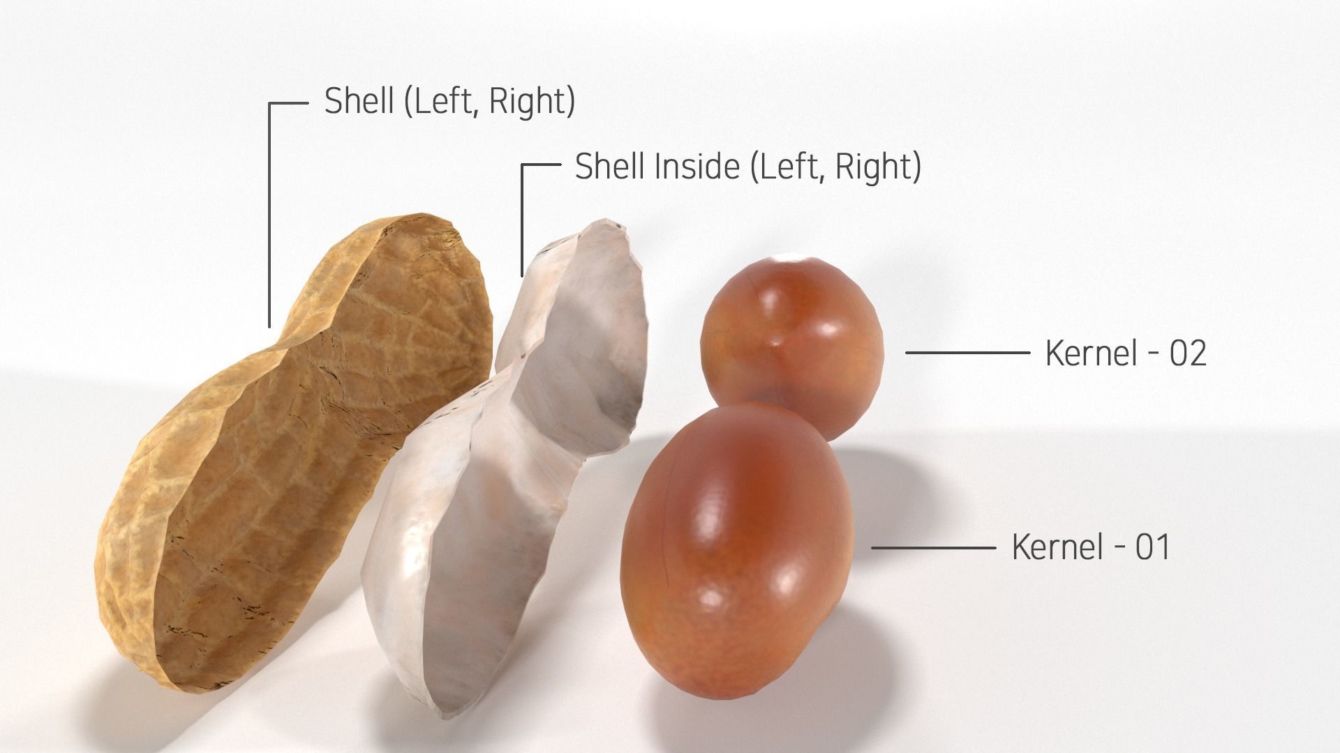 Peanut 3D 3D model | CGTrader