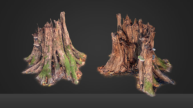 Photorealistic tree root from scan for renders 3D model | CGTrader