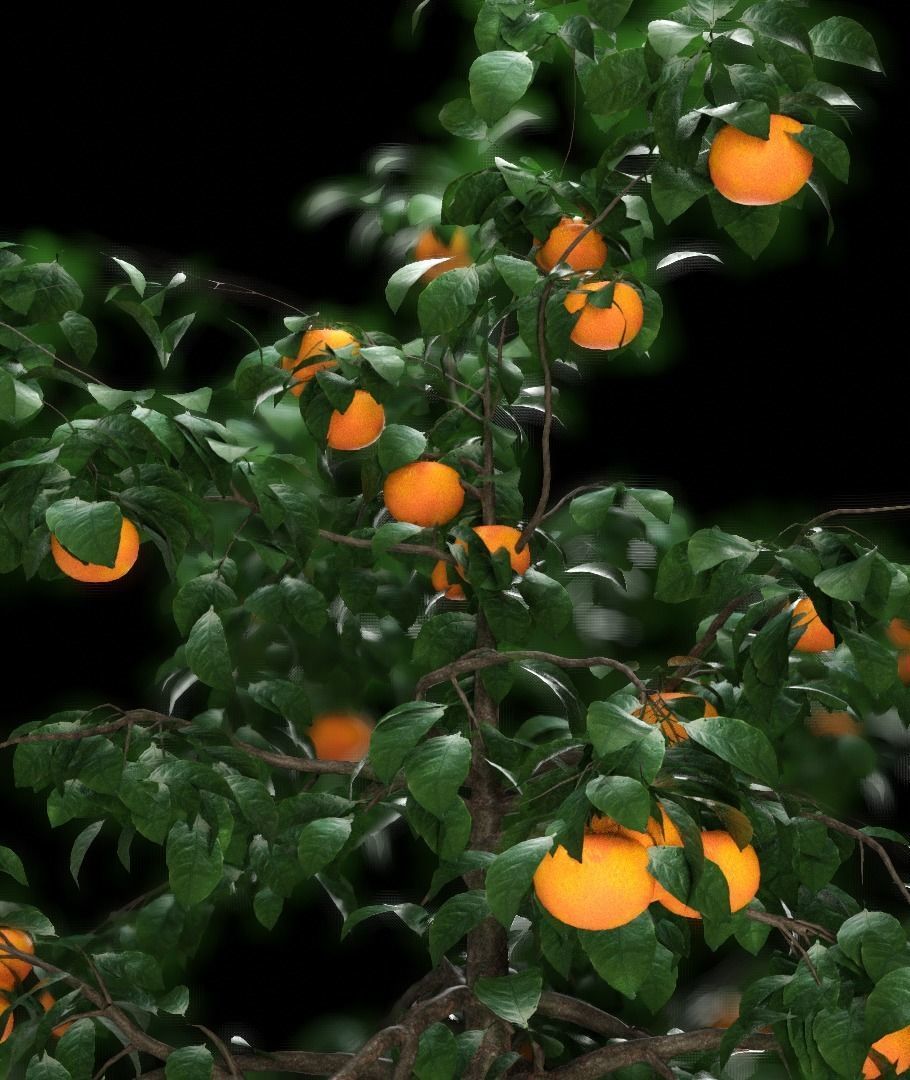 Orange tree 3D model | CGTrader