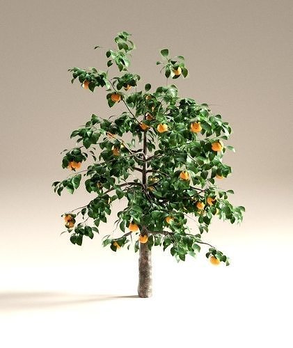 Orange tree 3D model | CGTrader
