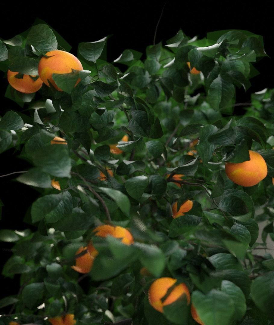 Orange tree 3D model | CGTrader