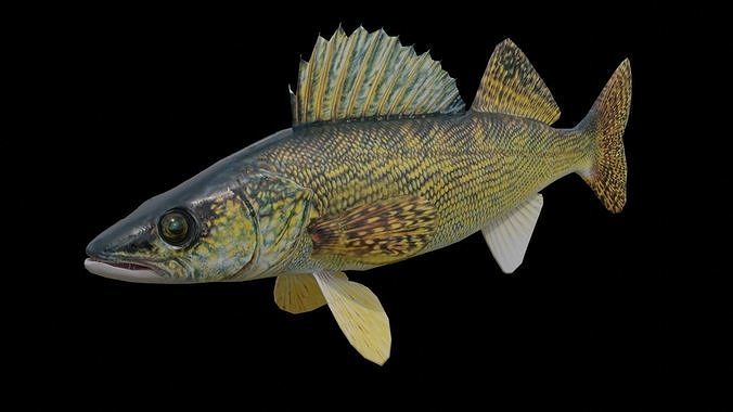 3D model Walleye VR / AR / low-poly | CGTrader