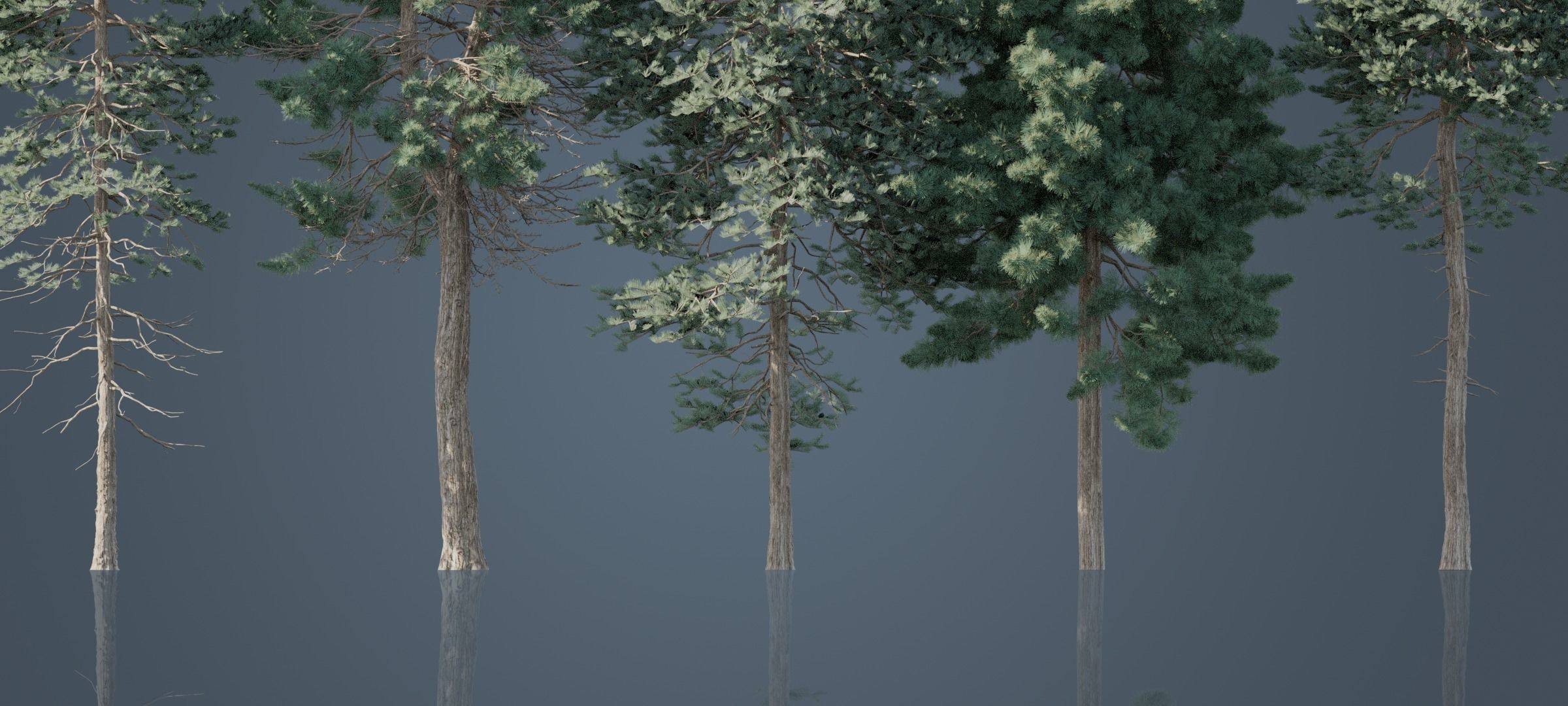 3D model Tall Conifer Trees VR / AR / low-poly | CGTrader