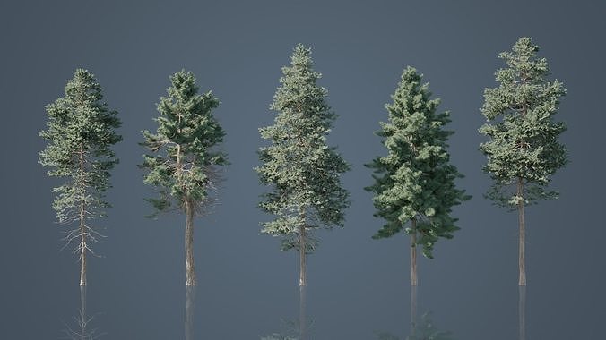 3D model Tall Conifer Trees VR / AR / low-poly | CGTrader