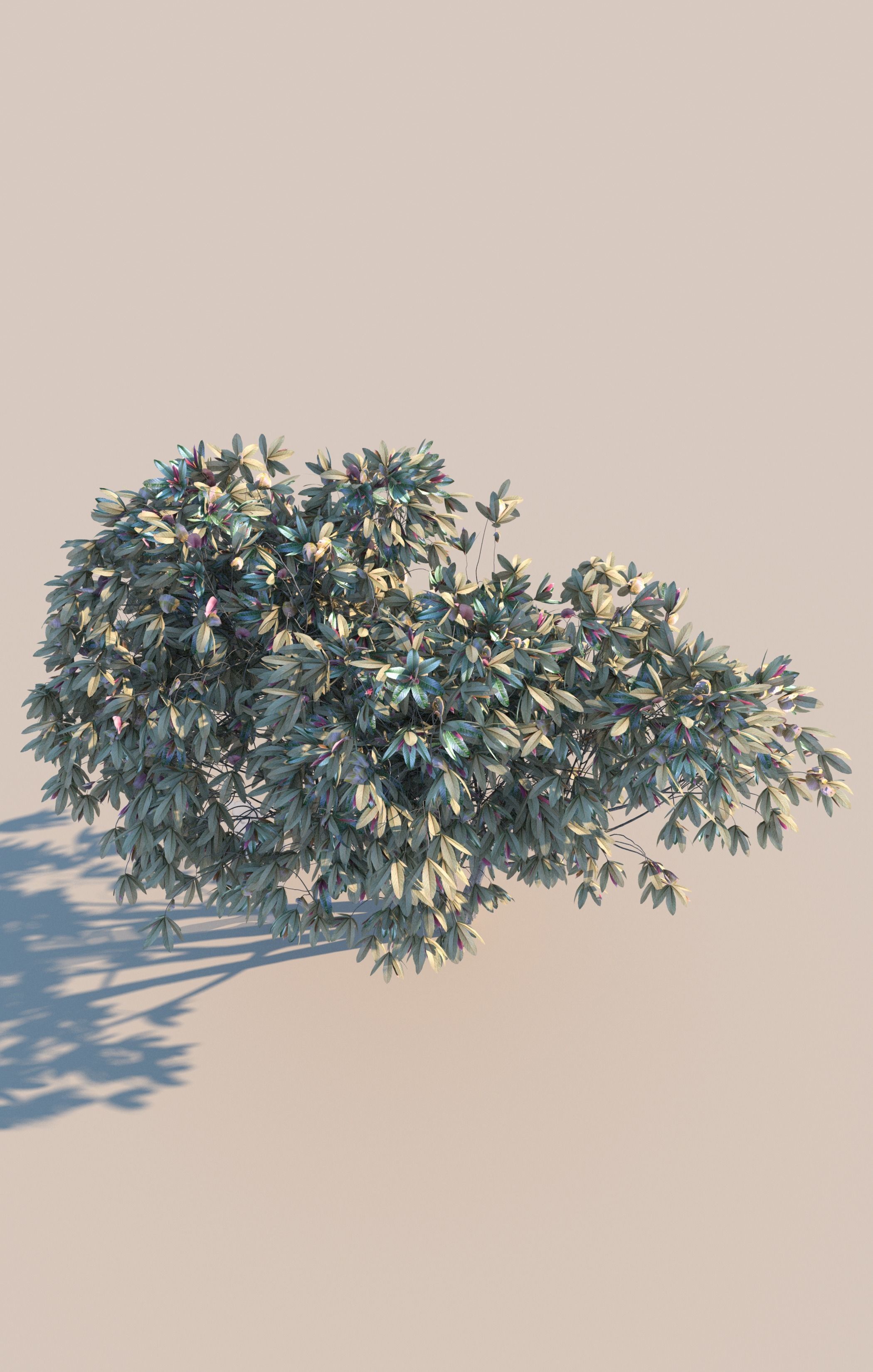 Bronze loquat eriobotrya deflexa multi 3D model | CGTrader