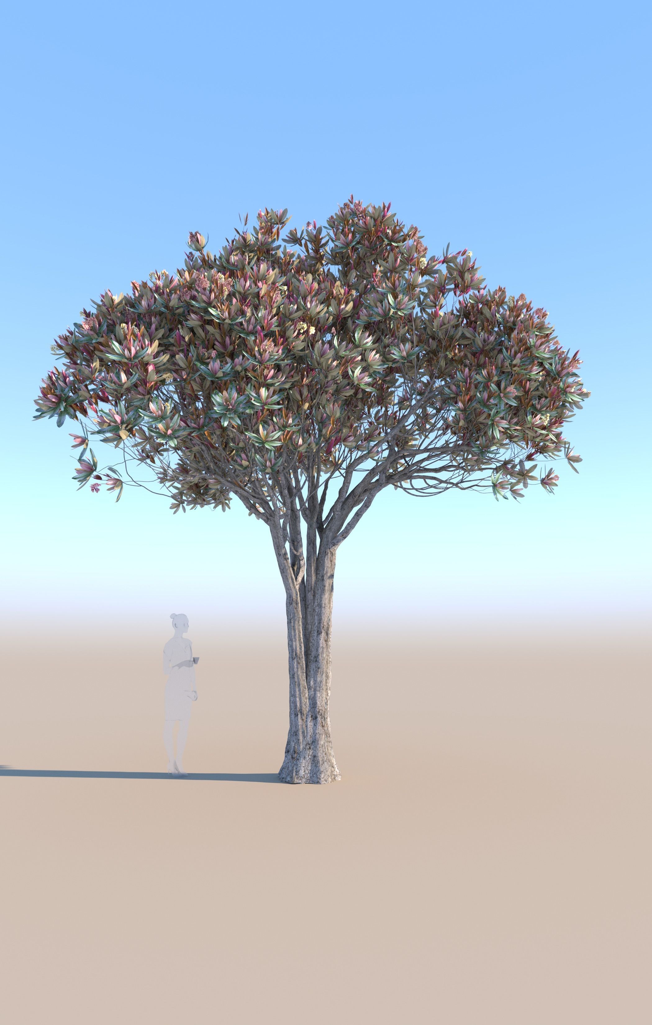 Bronze loquat eriobotrya deflexa mid 3D model | CGTrader