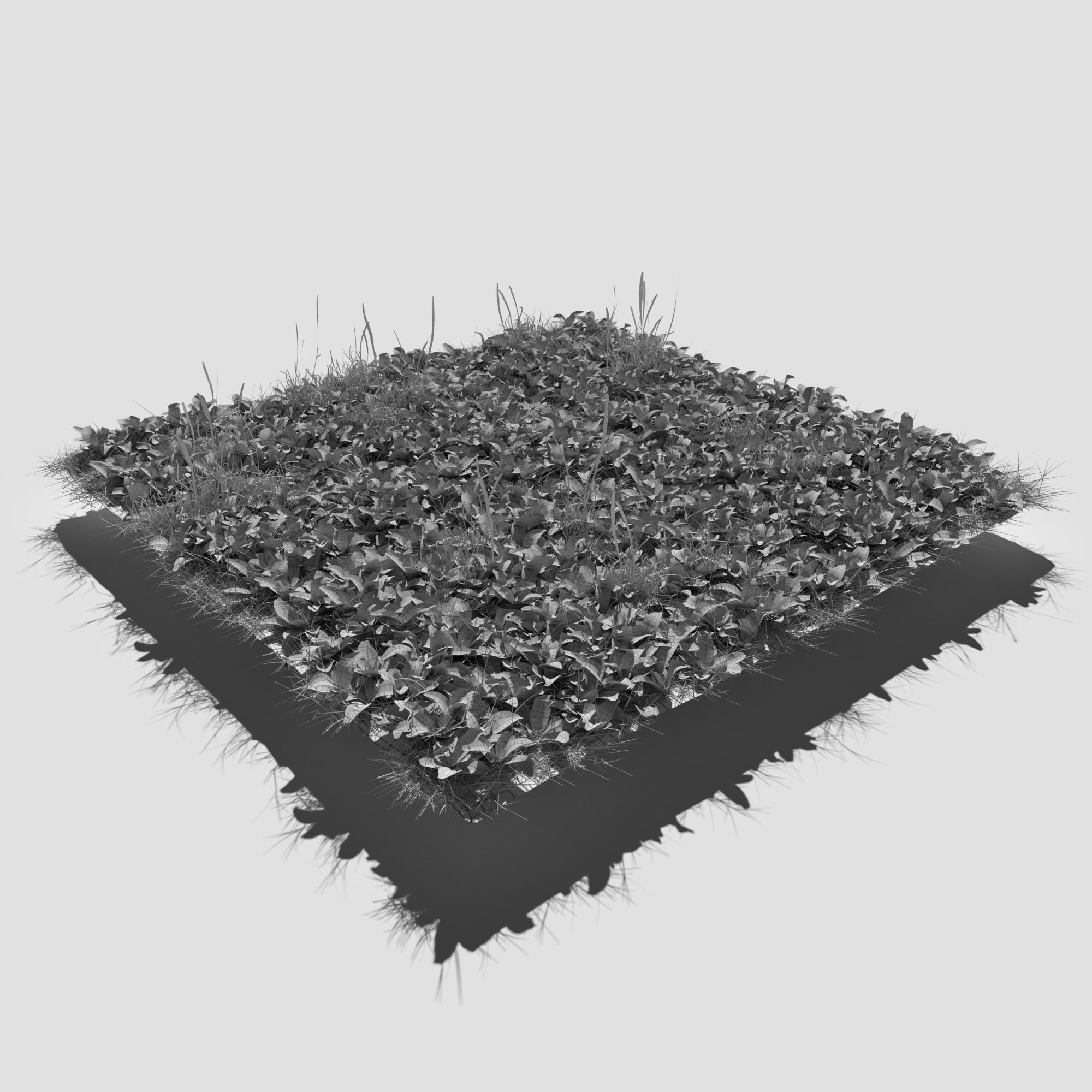 Bloodwort Dense Meadow Patch 3D model | CGTrader