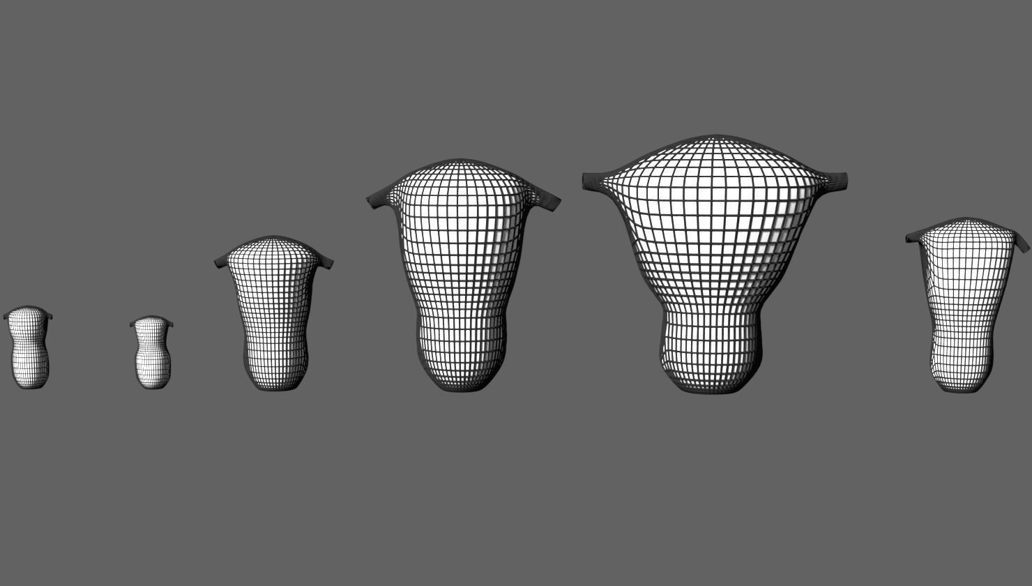 uterus stages cut section animated labelled 3D model | CGTrader