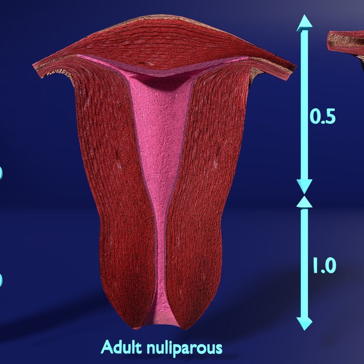uterus stages cut section animated labelled 3D model | CGTrader