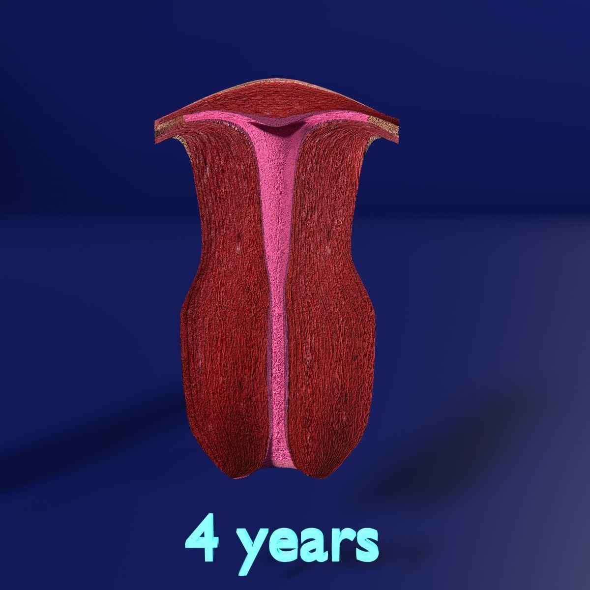 uterus stages cut section animated labelled 3D model | CGTrader