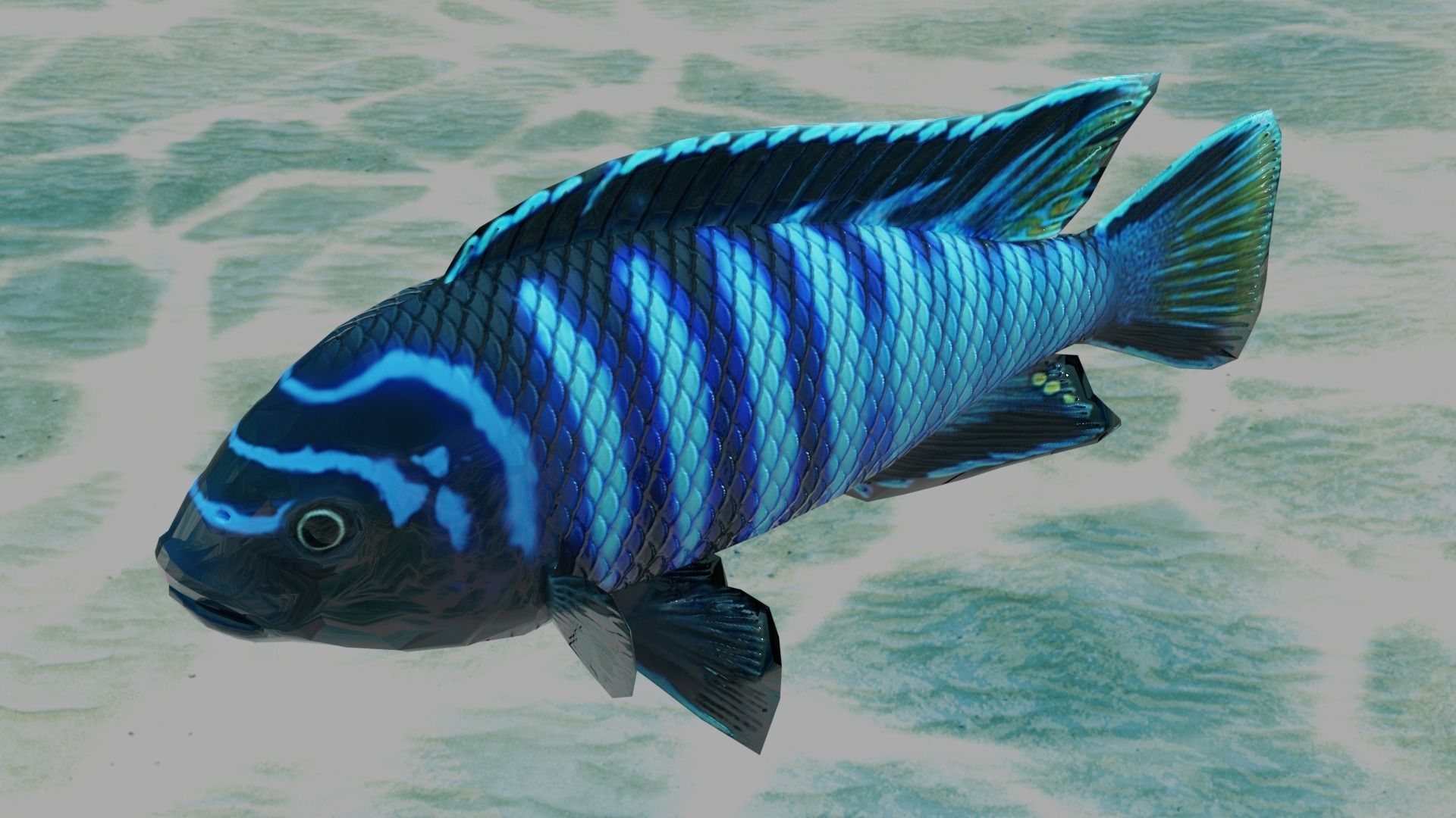 3D model Fish pseudotropheus demasoni VR / AR / low-poly OBJ FBX BLEND