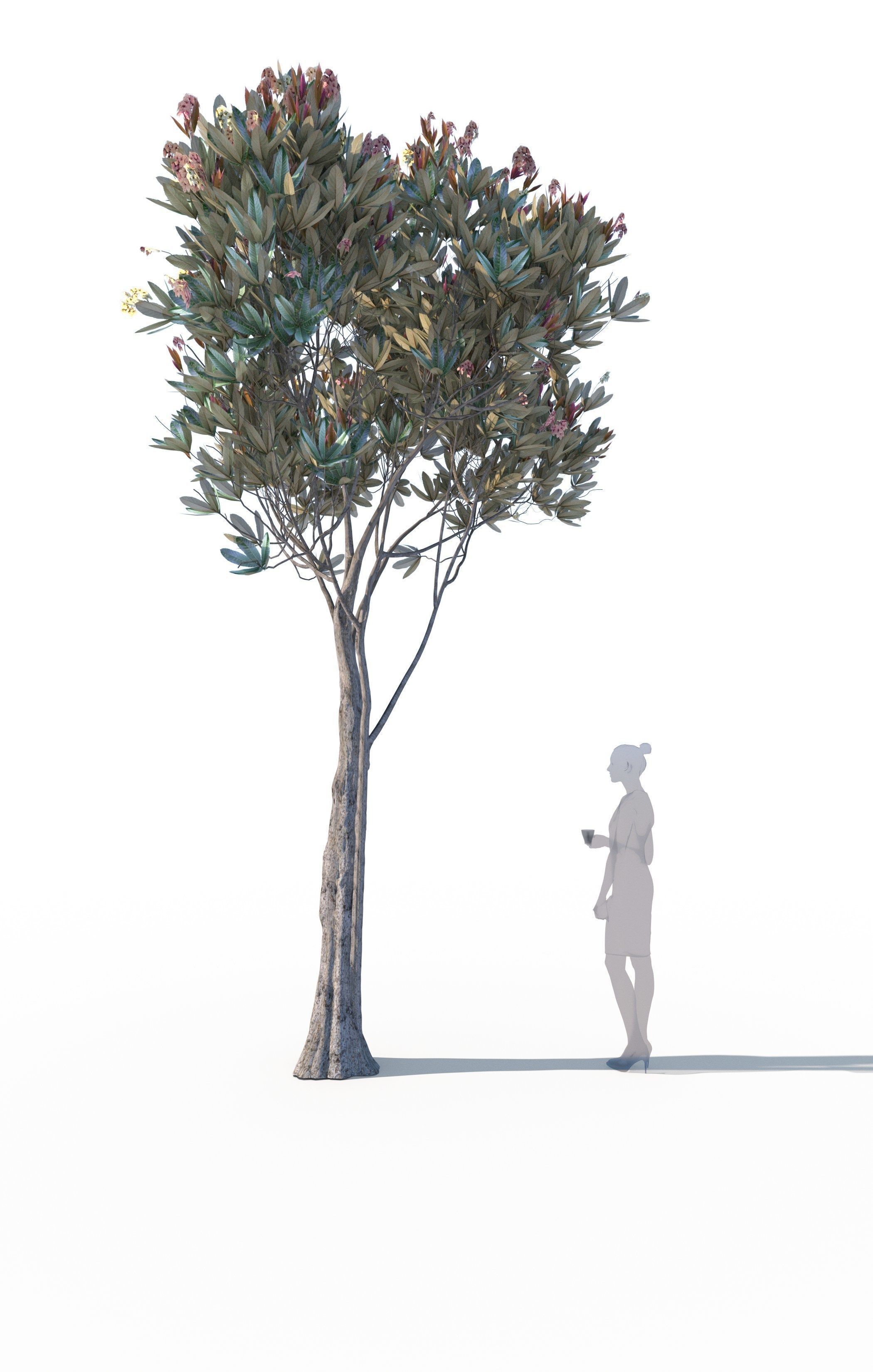 Bronze loquat eriobotrya deflexa skinny 3D model | CGTrader
