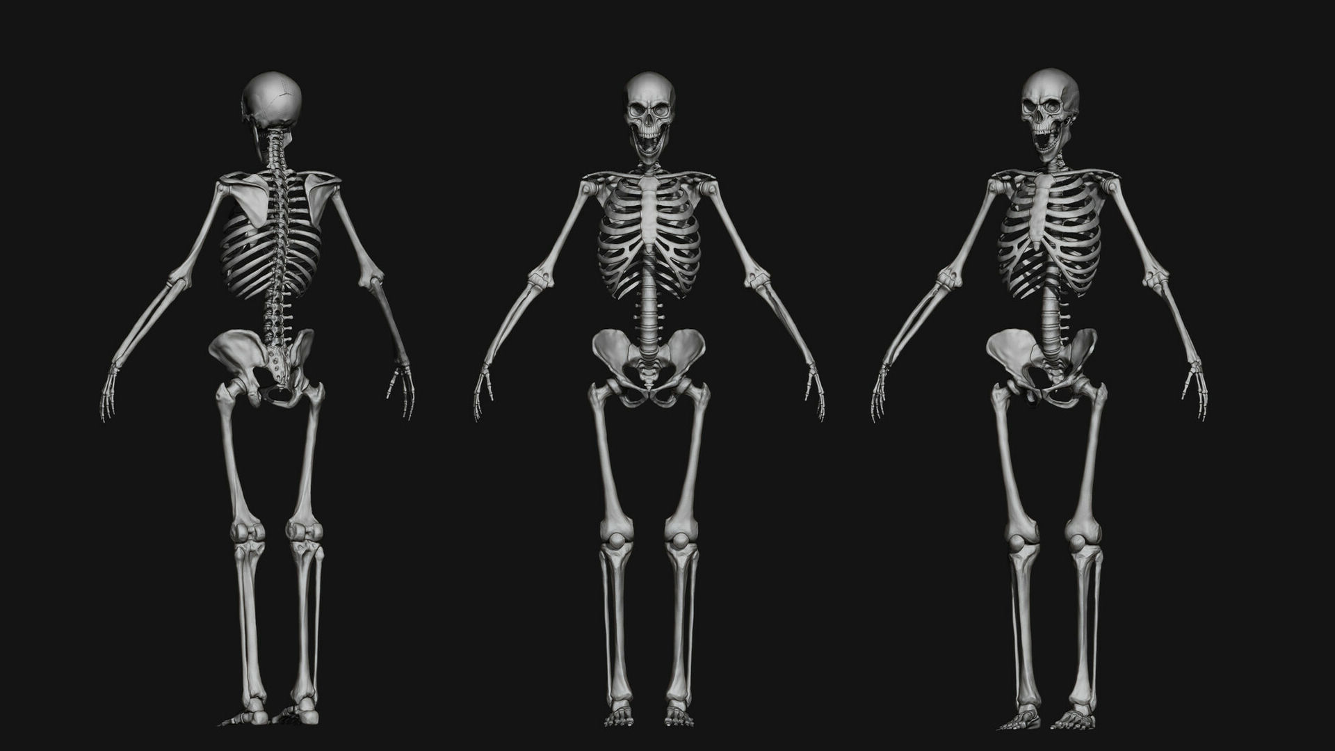 Zbrush skeleton - skull and Aantomy 3D model | CGTrader