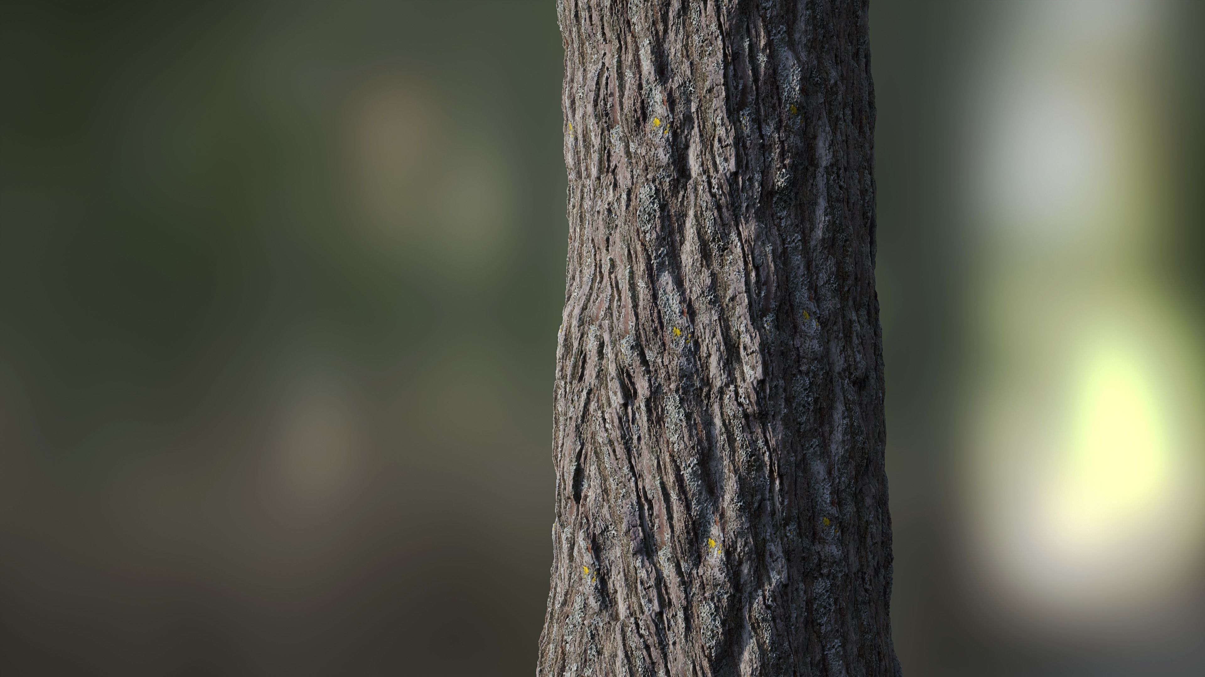 Texture Tree Bark Seamless 02 VR / AR / low-poly | CGTrader