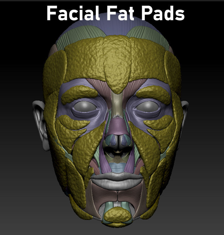 Ultimate facial Anatomy bundle to improve Head sculpts 3D model | CGTrader