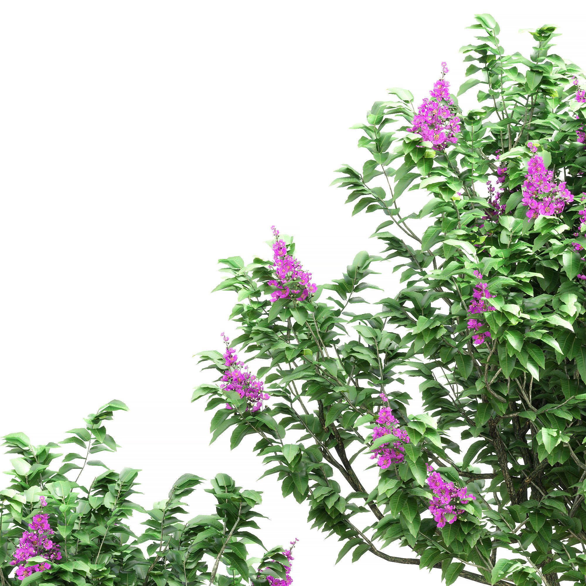 Banaba is young -2 models 3D model | CGTrader