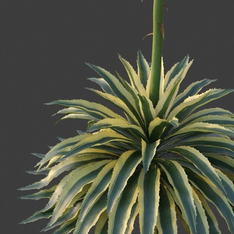 XfrogPlants Century Plant - Agave Americana 3D model animated | CGTrader
