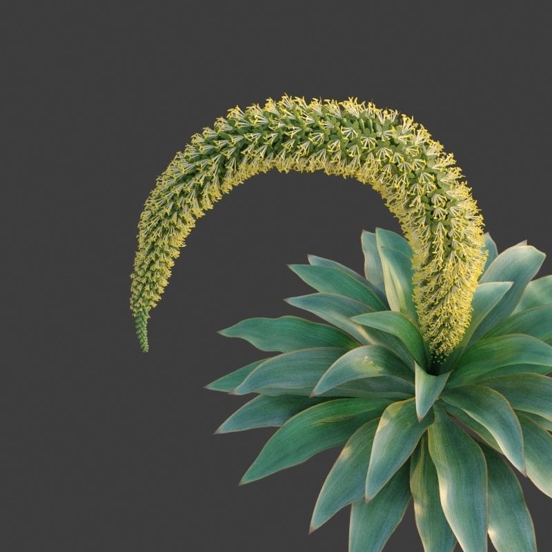 XfrogPlants Foxtail Agave - Agave Attenuata 3D model animated | CGTrader